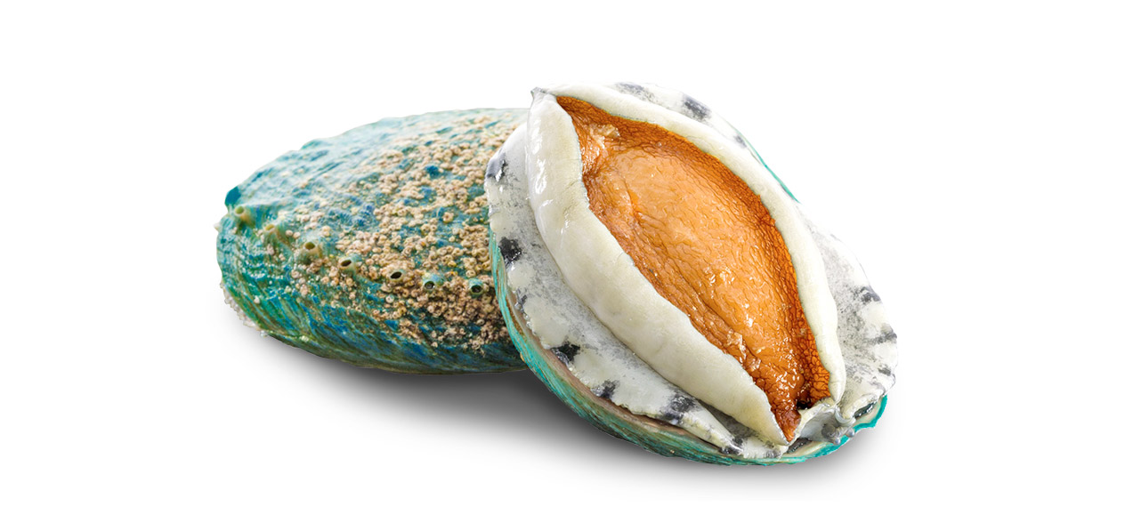 Jade Tiger Abalone® | Home