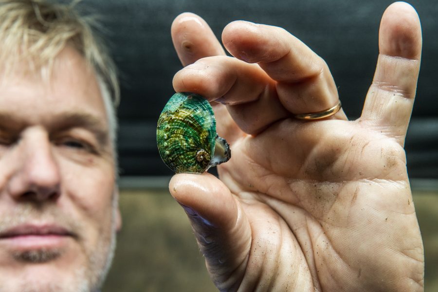 Latest News | Jade Tiger Abalone®